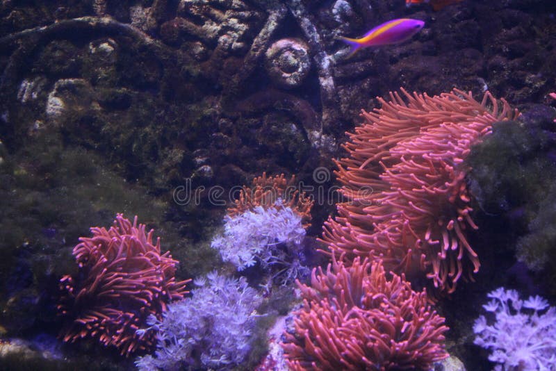 See life stock photo. Image of fish, allersee, life - 135847536