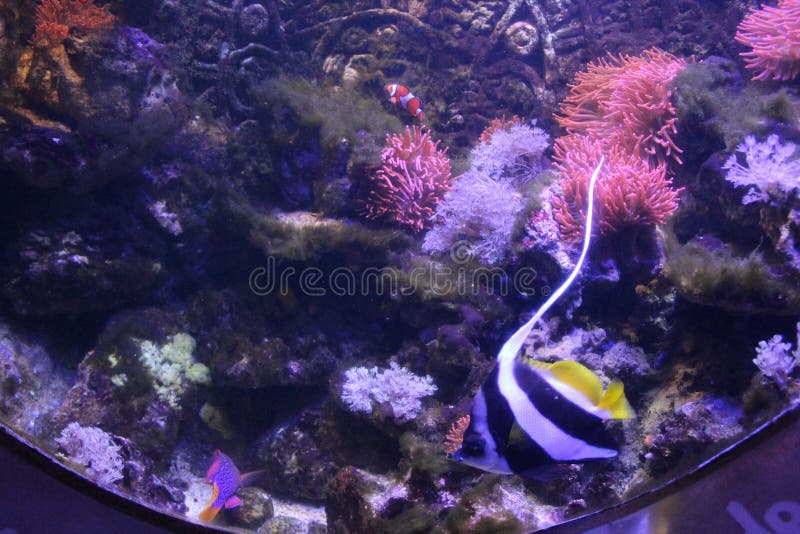 See life stock photo. Image of algae, lake, slope, ocean - 135847634