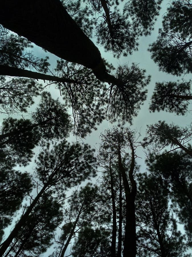 See Many Pine Tree Tops in the Forest from Below Stock Photo - Image of ...
