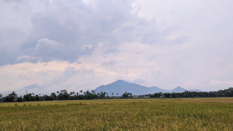 See the Mountain in the Rice Fields Stock Photo - Image of fields ...