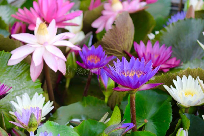 See nature happy editorial photo. Image of nature, happy - 50515206