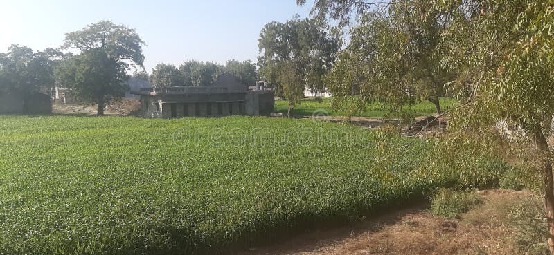 Natural View Its Indian Farm Stock Photo - Image of farm, house: 169859424