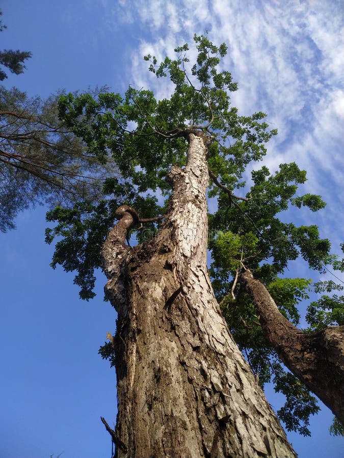 See old tree from below stock image. Image of wood, autumn - 277971825