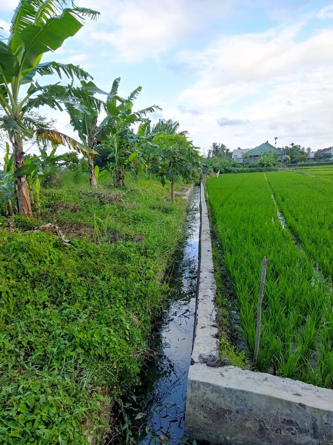 See rice field irrigation stock image. Image of natural - 262542353