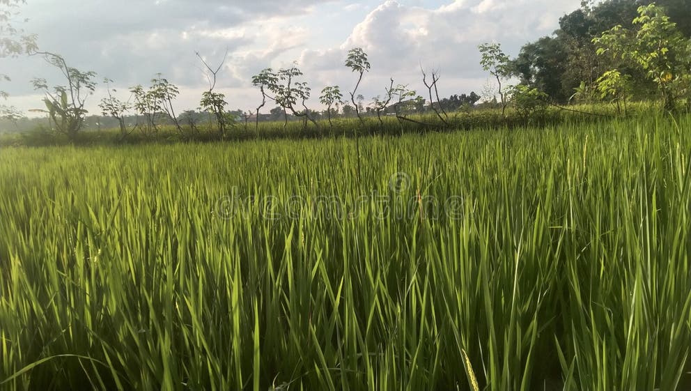 See the Rice Fields Behind the House Stock Image - Image of rice, house ...