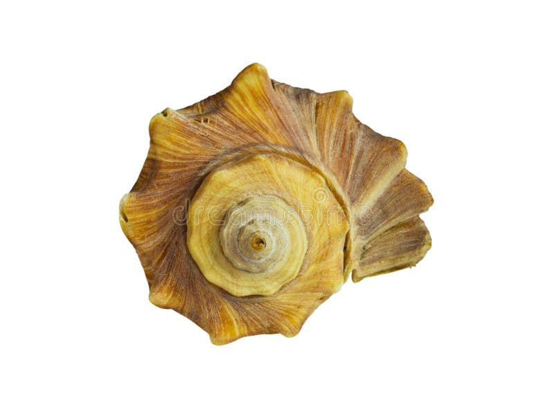 See shell stock photo. Image of abstract, curve, nature - 45966114