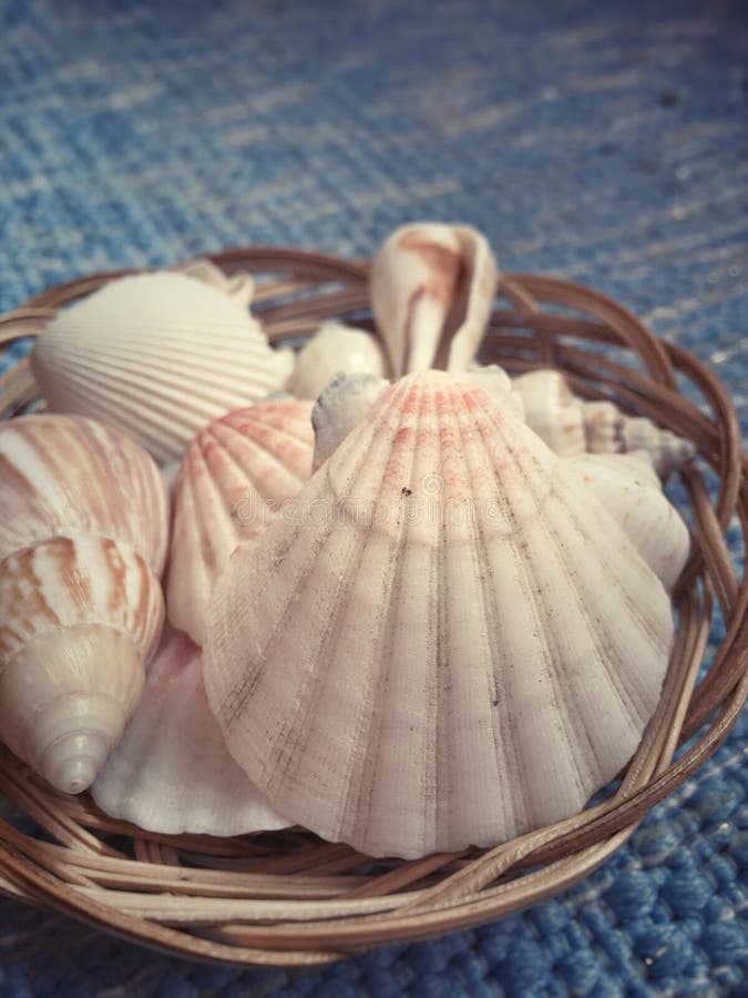 See shell stock image. Image of creative, background - 70979139