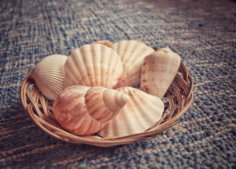 See shell stock photo. Image of ocean, pattern, marine - 70939562