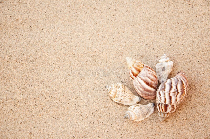 See shells stock photo. Image of life, nautilus, memory - 44283190