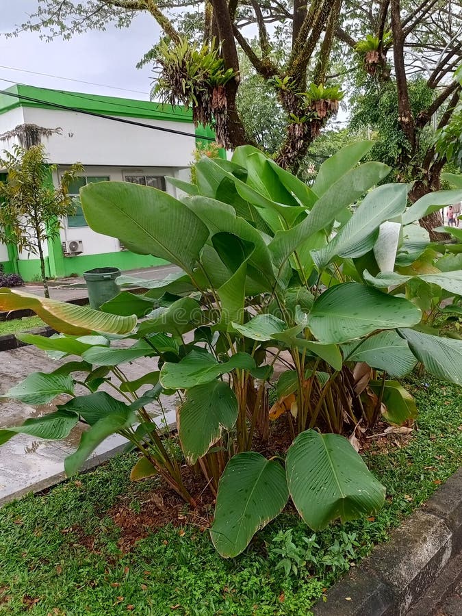 See a Small Tree in the Parking Lot Stock Photo - Image of small, tree: 374084290