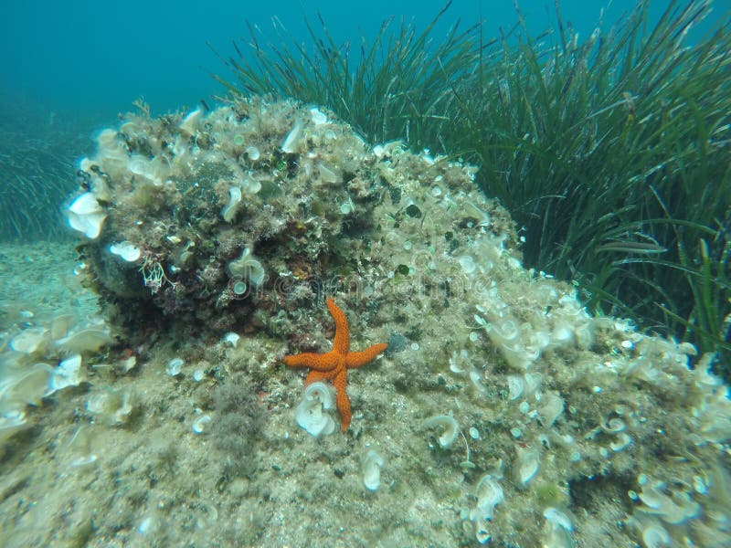 See star stock image. Image of mosses, biology, tropical - 85906011