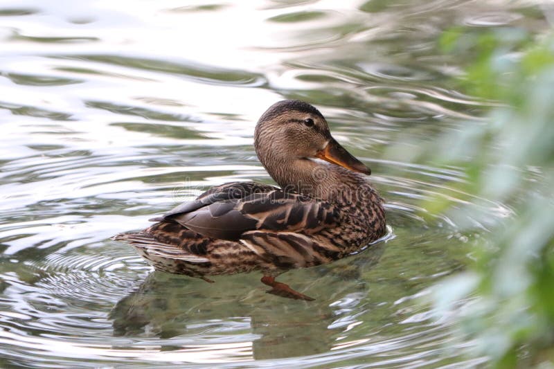 See thru water duck stock photo. Image of duck, water - 106616204