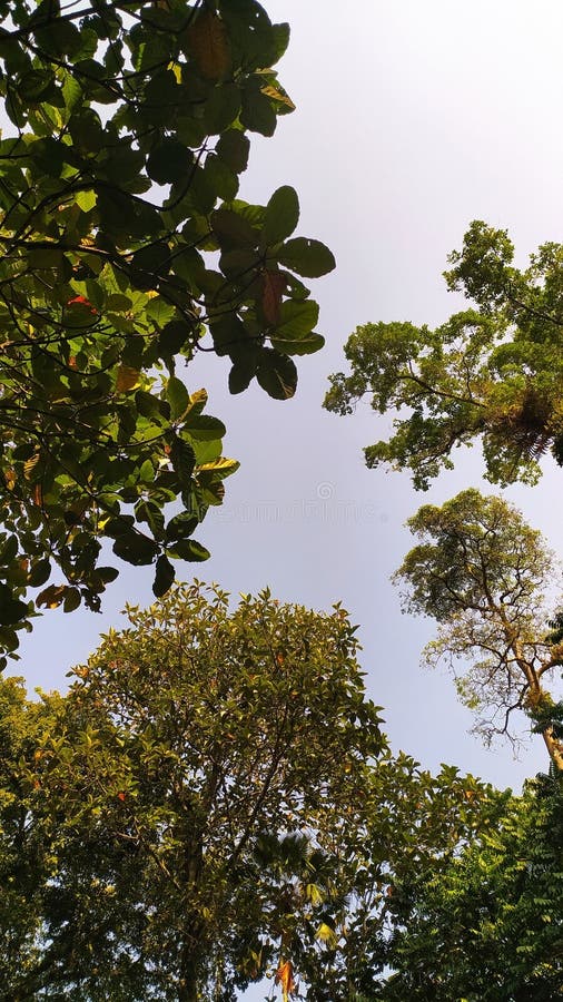 See the trees from below stock image. Image of crop - 276199273