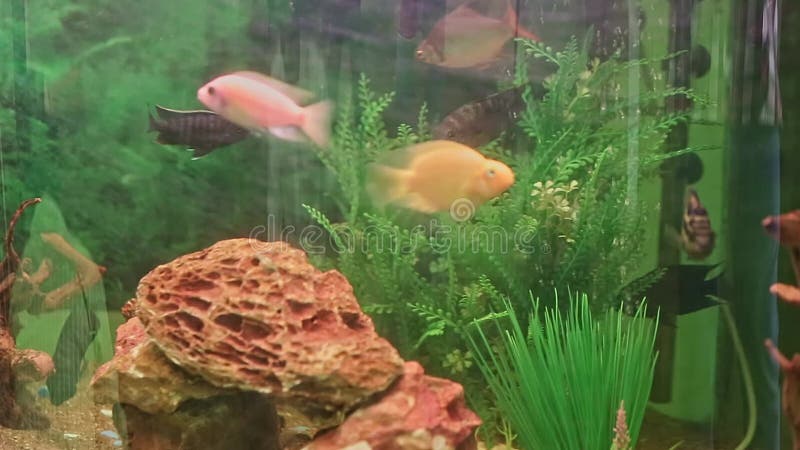 A See-through View of Fish Movement Inside the Fishtank Stock Footage ...