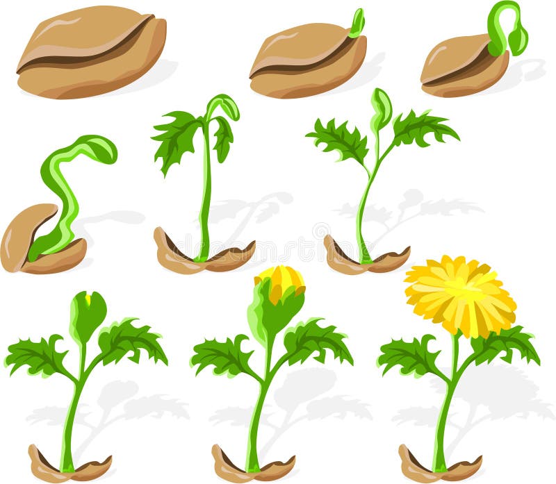Sprouting Seed Illustration Stock Vector - Illustration of grow ...