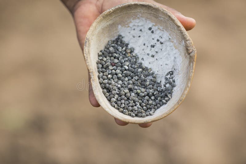 Seed stock image. Image of seed - 112590813