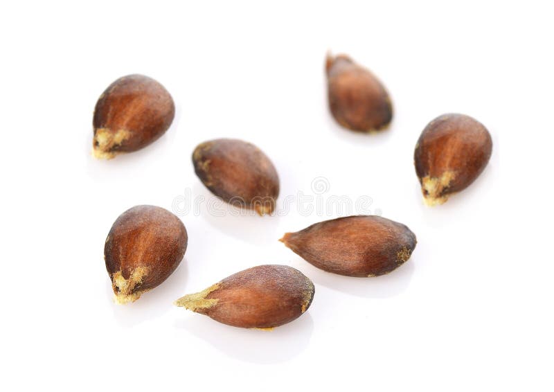 Apple Seed stock image. Image of vitamins, nature, detail - 11352985