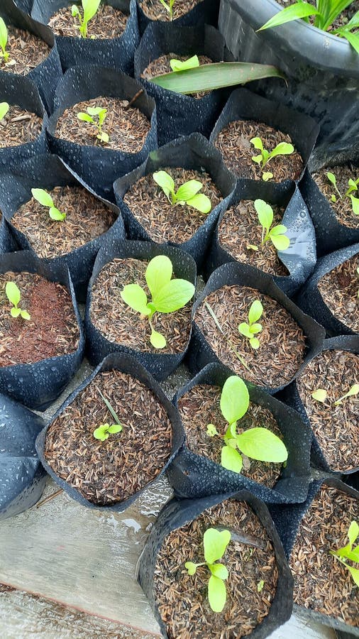 The Seed Baby Plant on the Polybag Stock Image - Image of green, crop ...