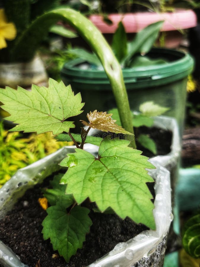 Seed of bali grape stock photo. Image of wildlife, plant - 206903980