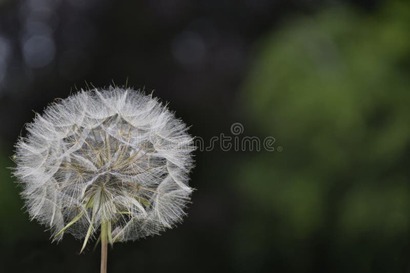 Seed ball stock image. Image of seed, green, garden, dandelion - 73878015