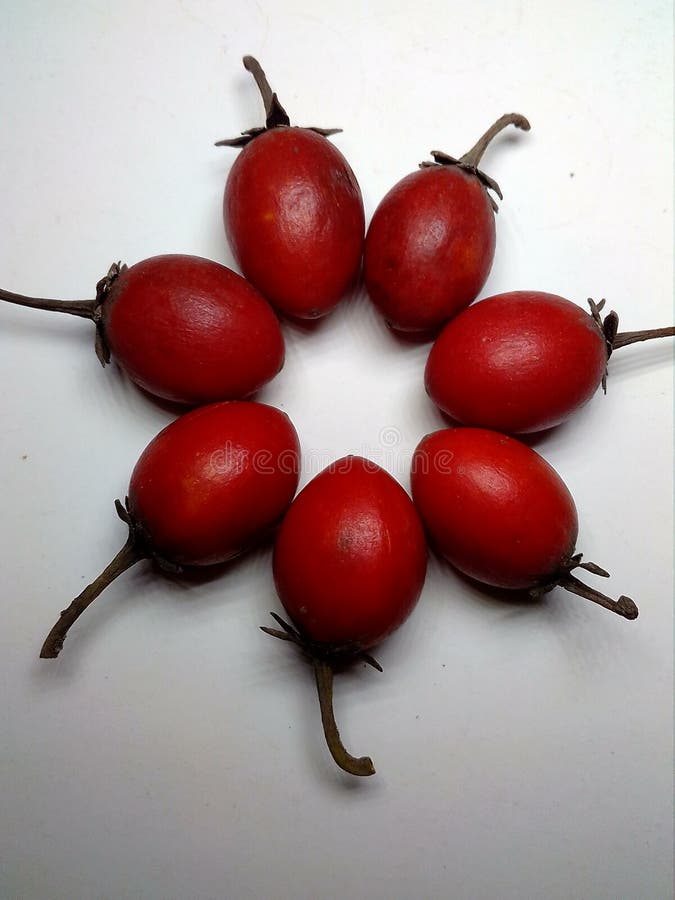 Bokul stock photo. Image of trees, bokul, smell, sweet - 90406606