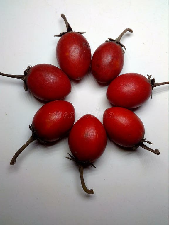 Bokul Fal stock photo. Image of seed, bokul - 117537292