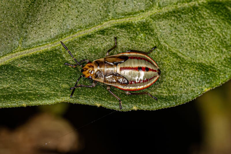 Seed Bug Nymph stock image. Image of entomology, nature - 258935889