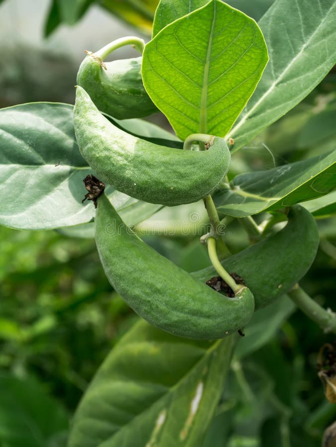 Seed of Calotropis Gigantea Tree Stock Image - Image of plant, flora ...