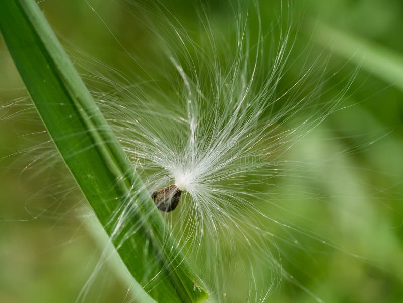 Seed of Calotropis Gigantea Tree Stock Image - Image of flora, tropical ...
