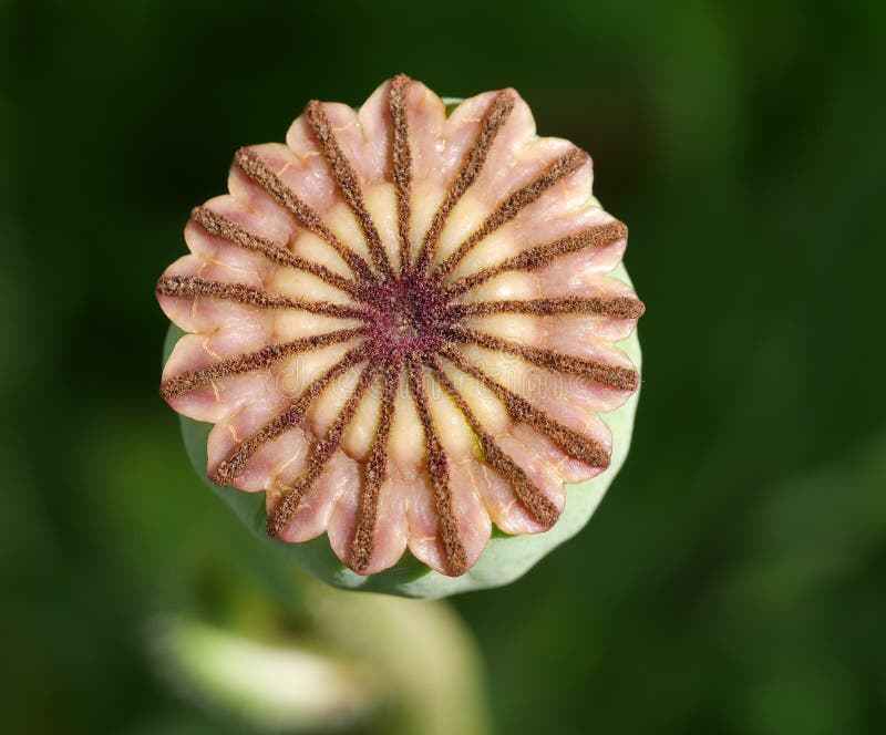 Seed Capsule, Oriental Poppy Stock Photo - Image of garden, meadow ...
