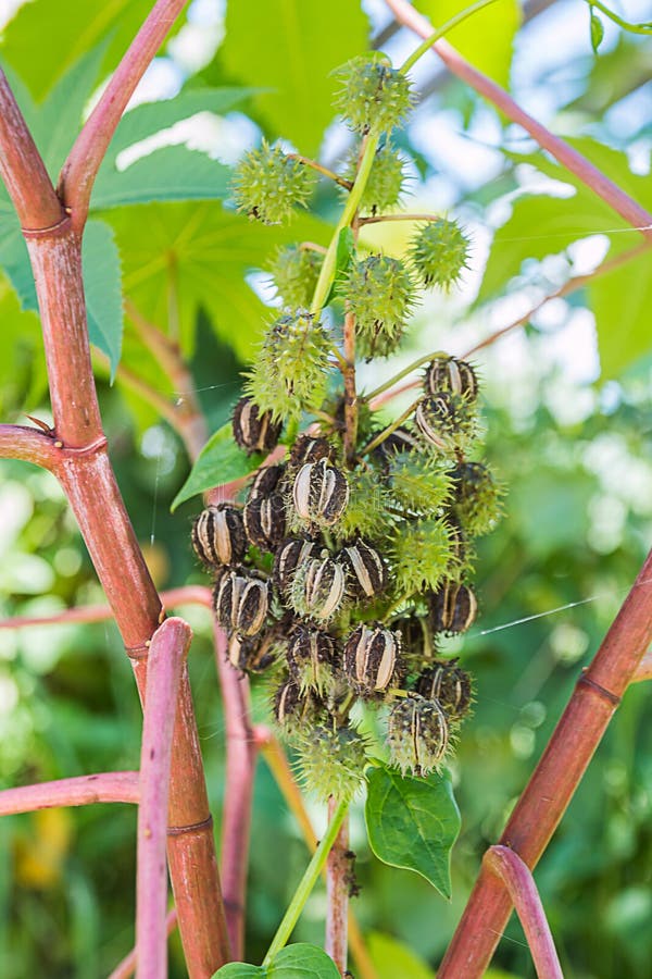 Castor seed stock image. Image of green, castor, farmland - 78264275