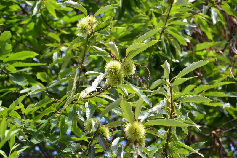 Castanea Sativa Wild Chestnut Tree with Chestnuts and Green Leaves ...