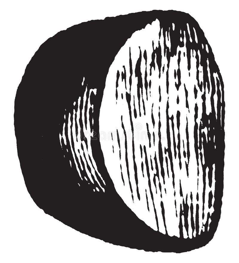 Seed-coat Vintage Illustration Stock Vector - Illustration of drawing ...