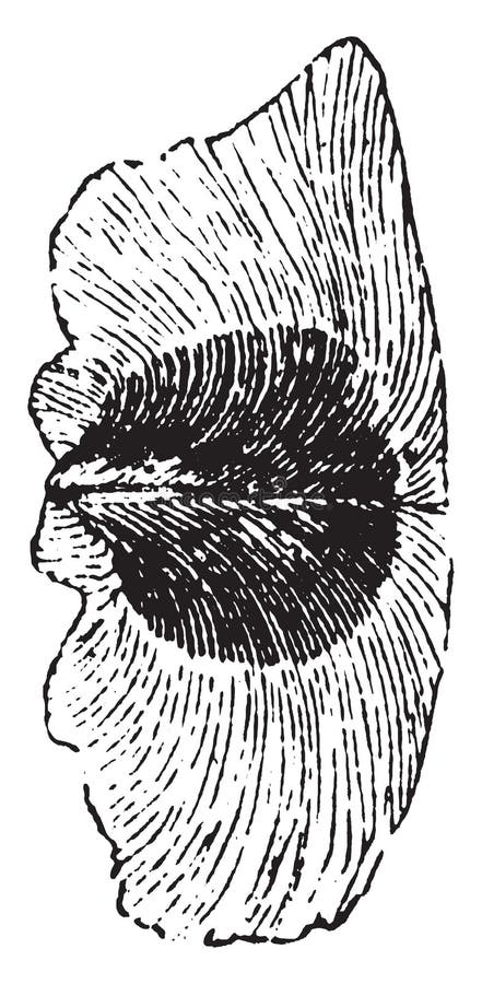 Seed-coat Vintage Illustration Stock Vector - Illustration of vector ...