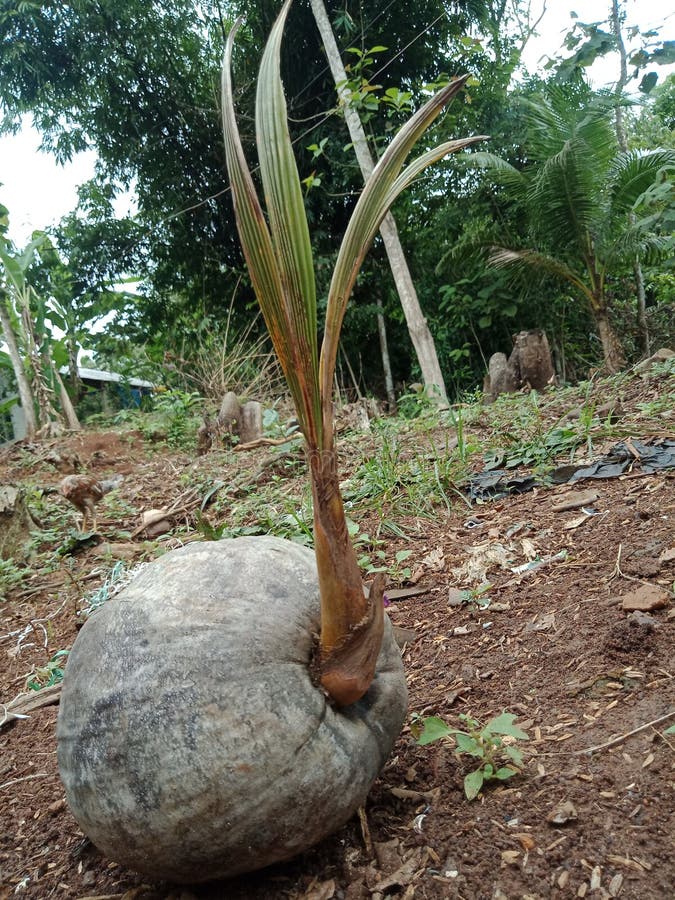 Coconut bud stock photo. Image of garden, plant, planting - 222136886