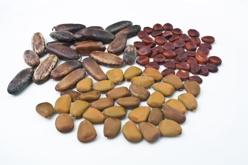 Seed Collection stock photo. Image of breeding, farm - 46189682