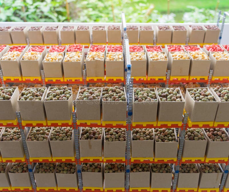 Seed Corn and Plant Agriculture on a Wooden Floor. Stock Image - Image ...