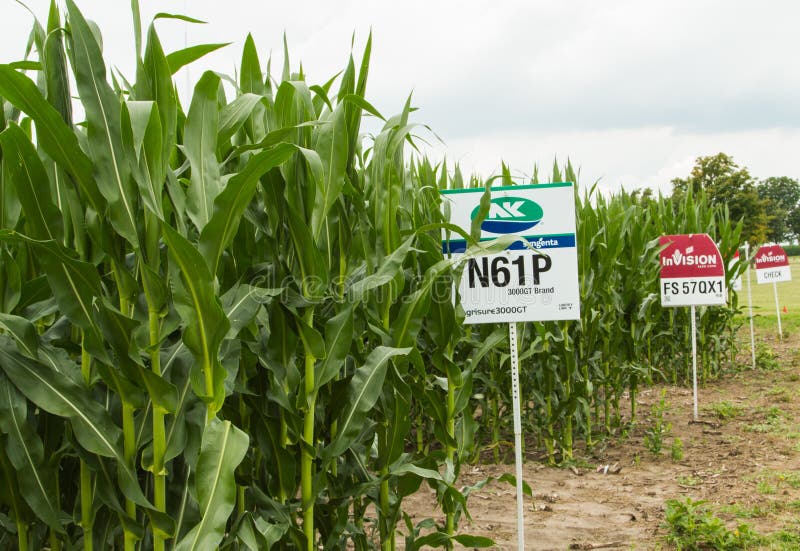 Seed Corn Plots editorial photography. Image of test - 34944157