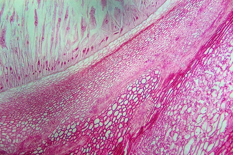 Seed of Corn Under the Microscope Magnified 100X Stock Photo - Image of ...