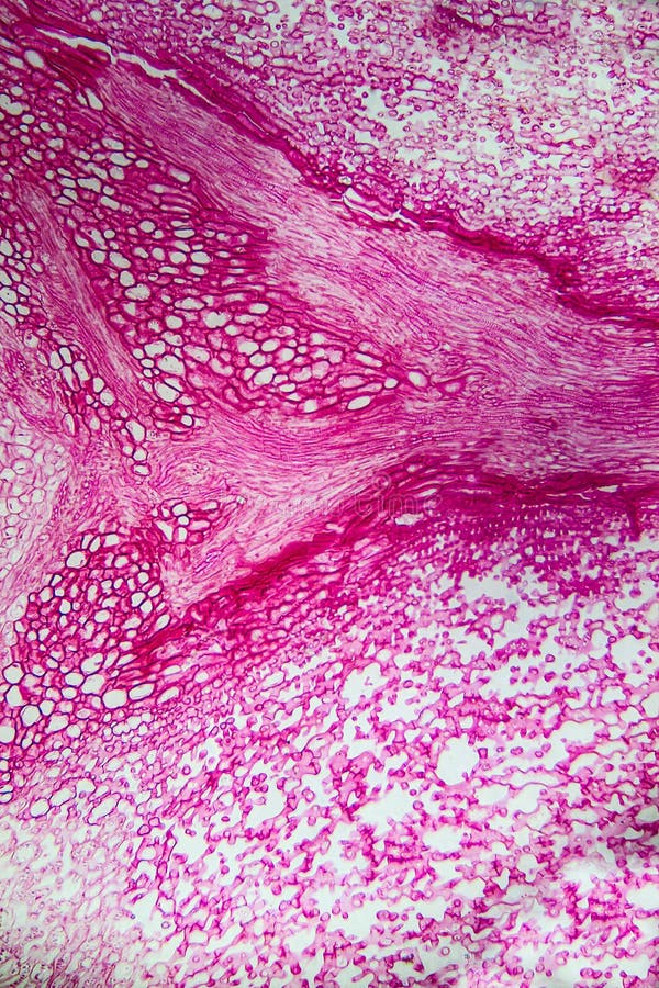 Seed of Corn Under the Microscope Magnified 100X Stock Image - Image of ...