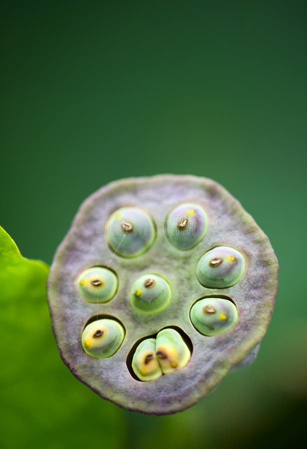 Seed cups of the lotus stock photo. Image of food, ingredient - 233364410