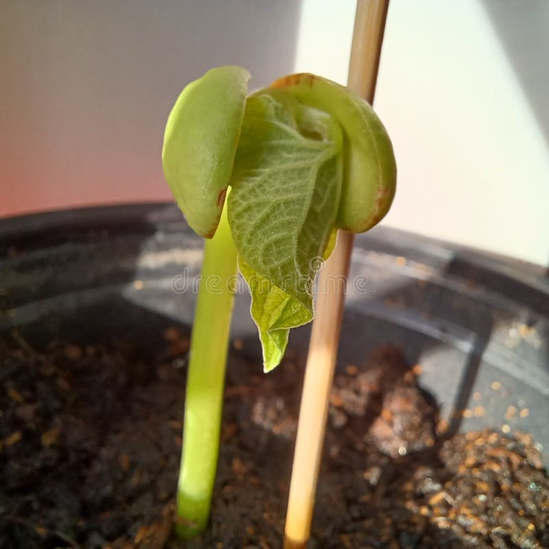 Close-up of a Small Bean that is Sprouting. Stock Photo - Image of bean ...
