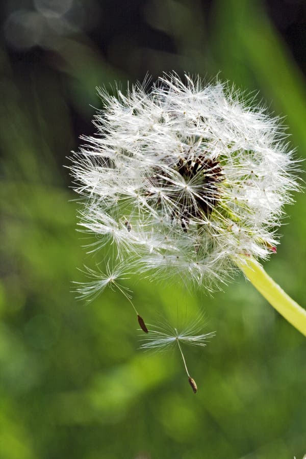 Seed Dispersal from Dandelion Stock Image - Image of falling, seeds ...