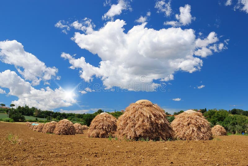 Seed drying stock image. Image of cool, nature, natural - 24686383