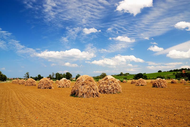Seed drying stock image. Image of cool, nature, natural - 24686383