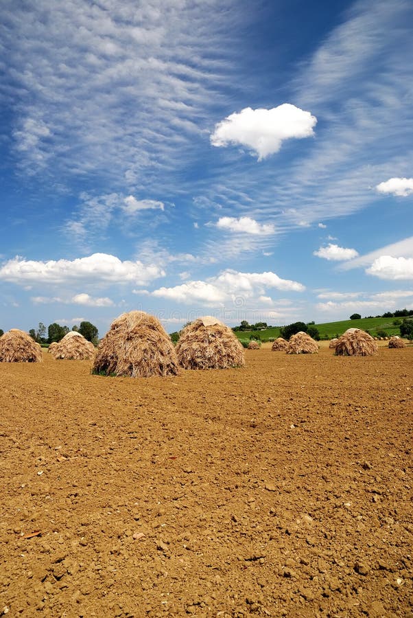 Seed drying stock image. Image of cool, nature, natural - 24686383