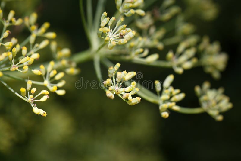 Seed on a Fennel plant stock photo. Image of cuisine - 75969038