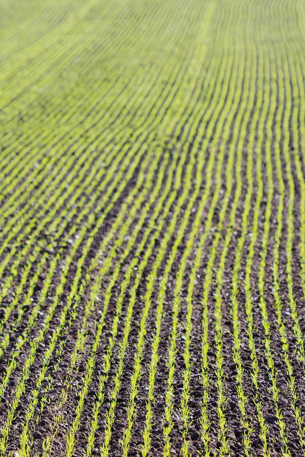 Seed on a field stock photo. Image of outdoors, field - 29140266