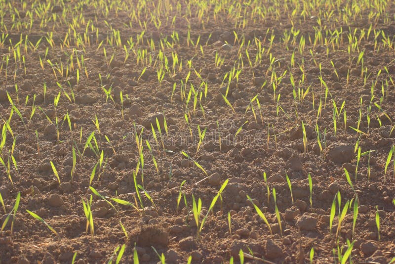 Seed and field stock photo. Image of plant, growth, nature - 132264590