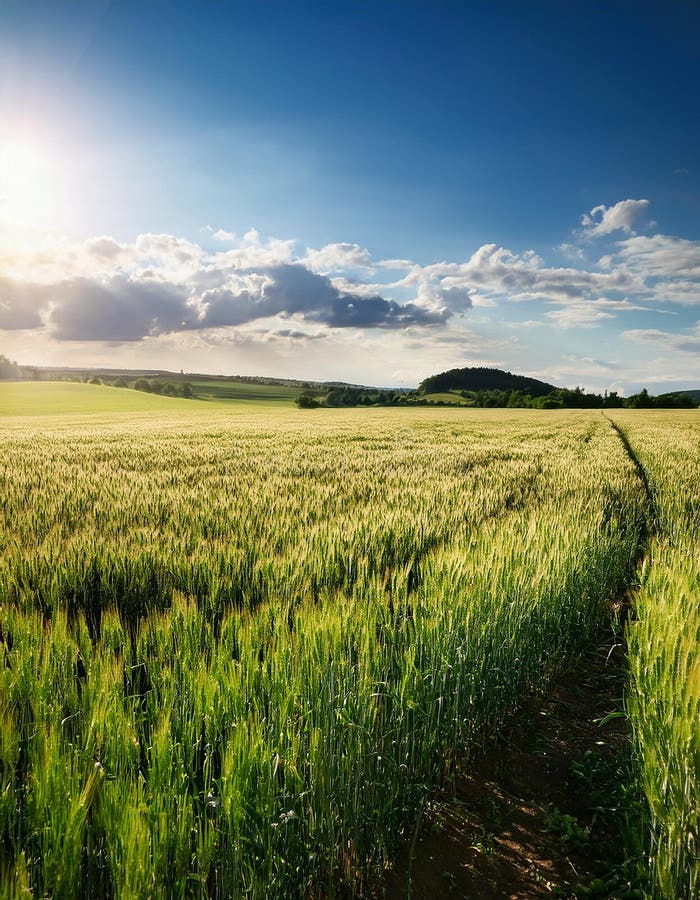 Seed field in may stock illustration. Illustration of prairie - 360964850